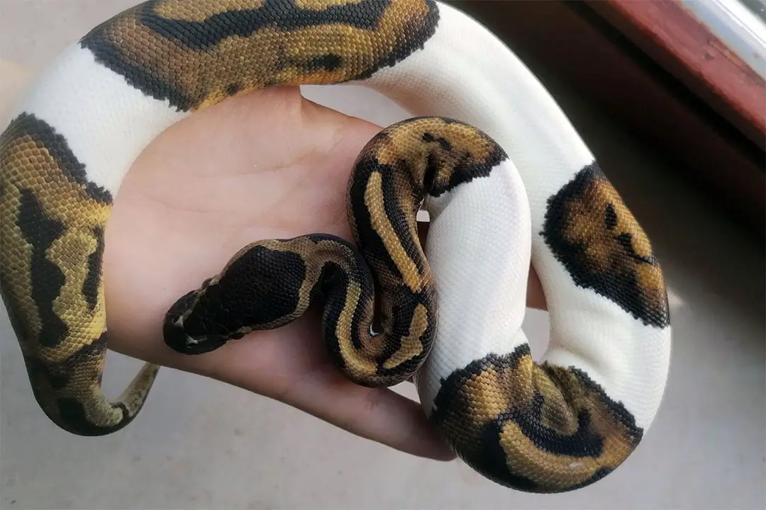 How Much Do Ball Pythons Cost ReptileHow how-much-do-ball-pythons-cost-reptilehow